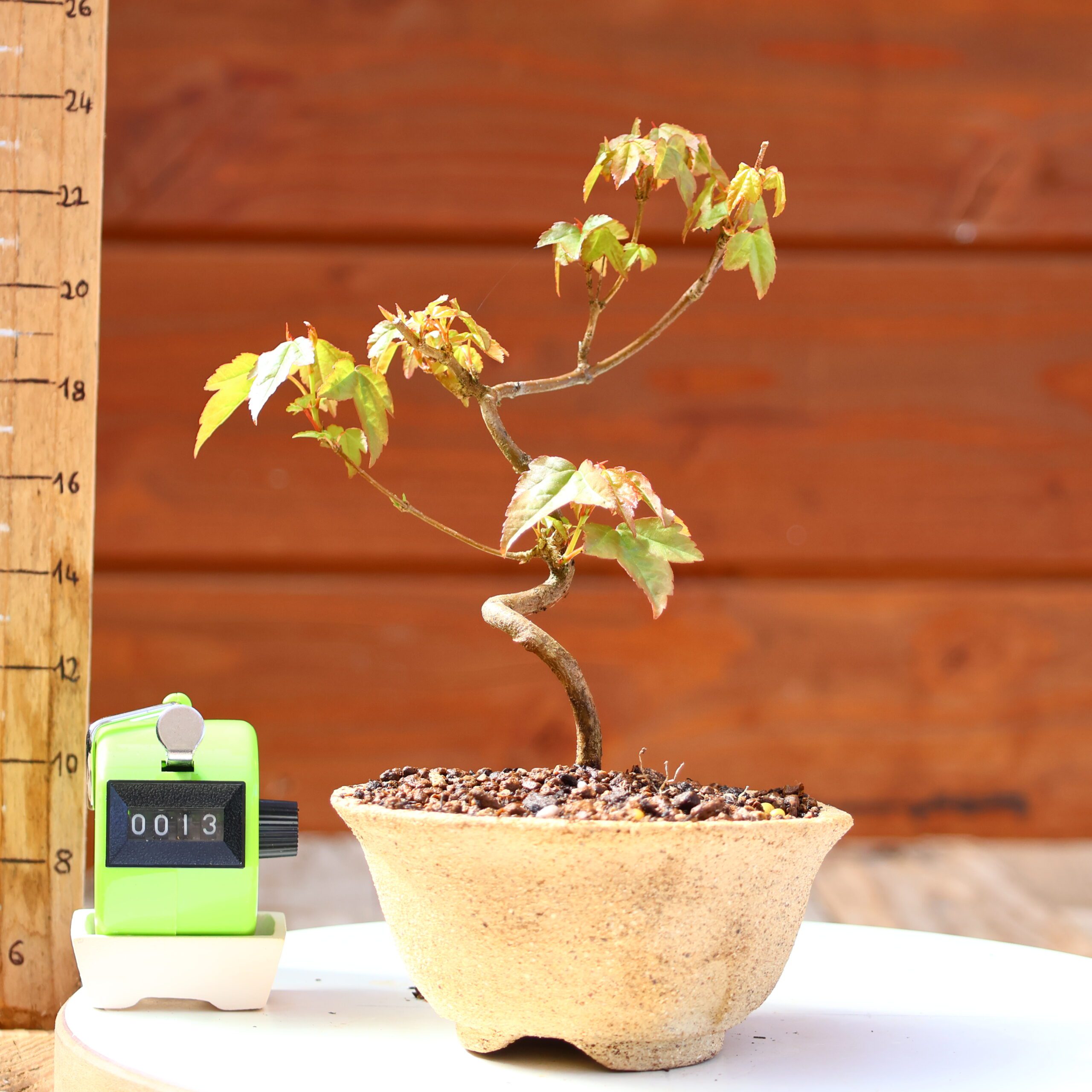 Acer buergerianum- Erable de Buerger n°013 - Arboreus