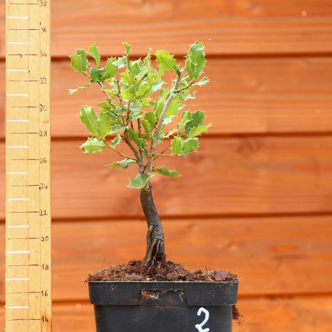 Quercus coccifera - Chêne kermes n°02 - Arboreus