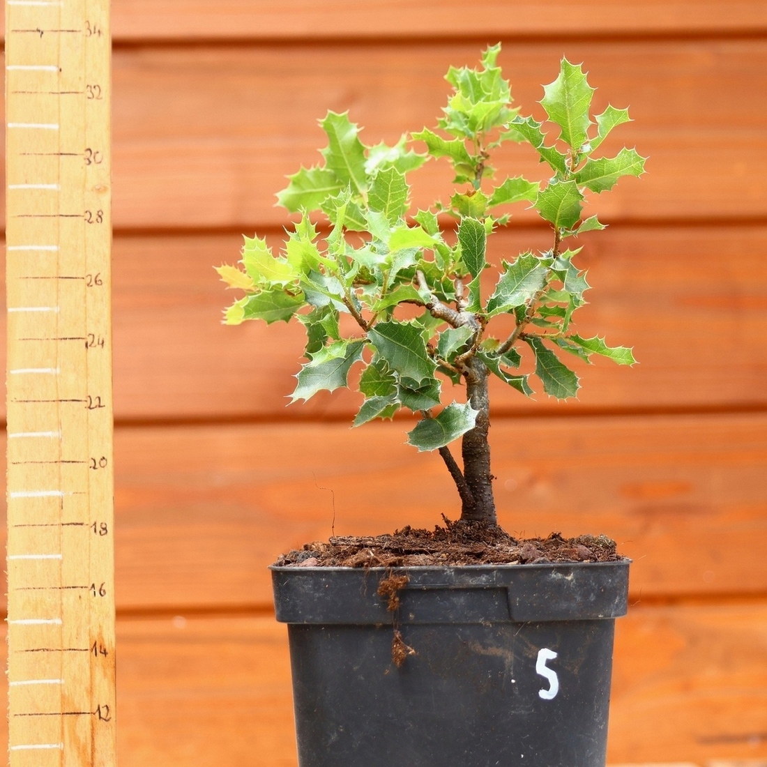 Quercus coccifera - Chêne kermes n°05 - Arboreus