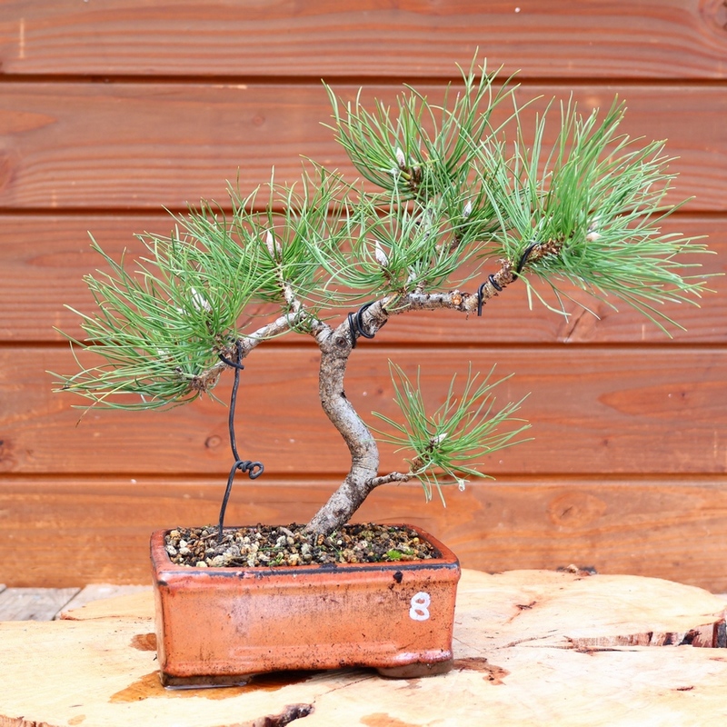 Pinus nigra ssp. Nigra - Pin noir n°08 - Arboreus